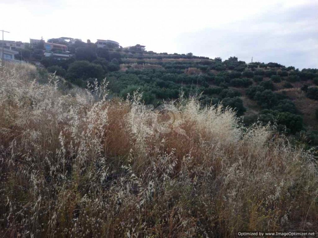 Πώληση ΡΟΔΙΑ Ροδιά