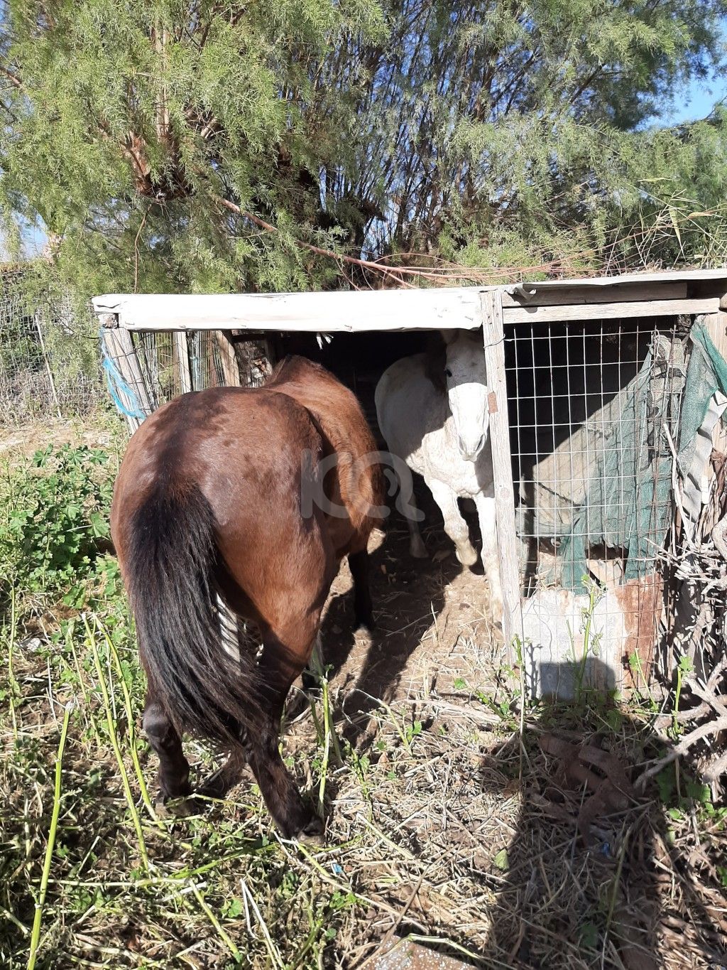 Προσφορά ΓΑΙΔΑΡΟΣ, ΑΛΟΓΑ & ΜΟΥΛΑΡΑΚΙA: Πετράς