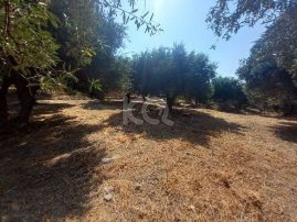 Οικόπεδα, Πώληση, Κορώνη Μαγαρά: ΚΟΡΩΝΗ ΜΑΓΑΡΑ