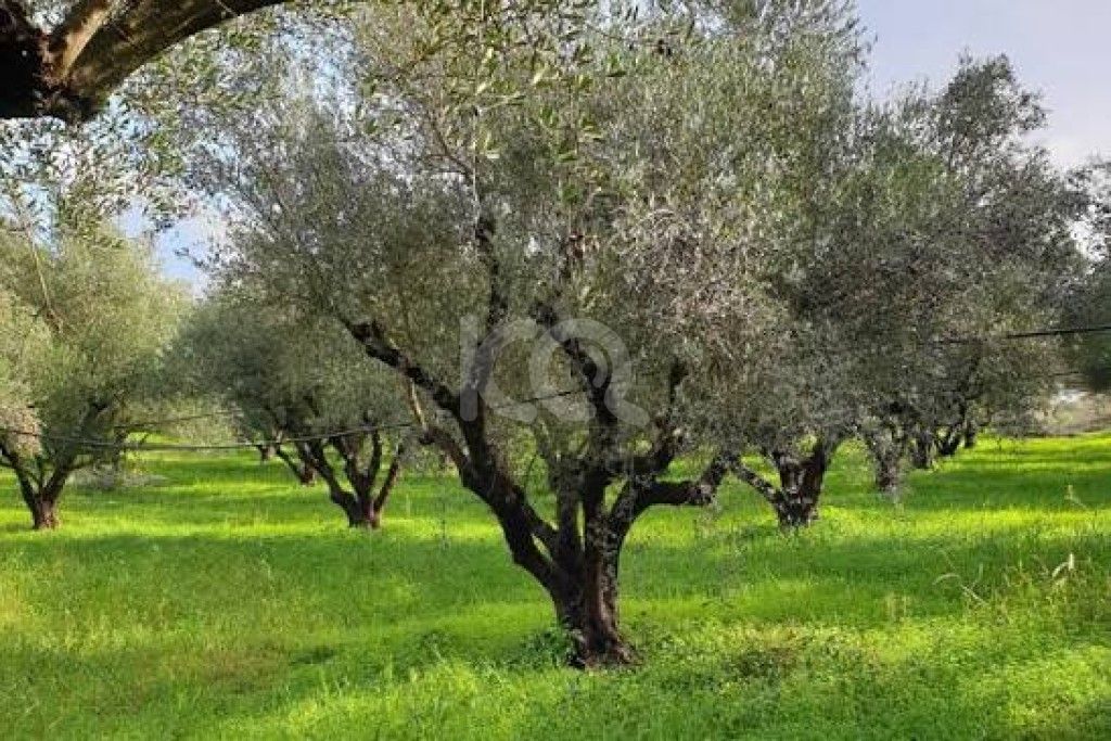 Αγροτικές-Κτηνοτροφικές Εργασίες, Ζητούν Εργασία ΜΑΖΕΜΑ ΕΛΙΩΝ Άλλη Οδός