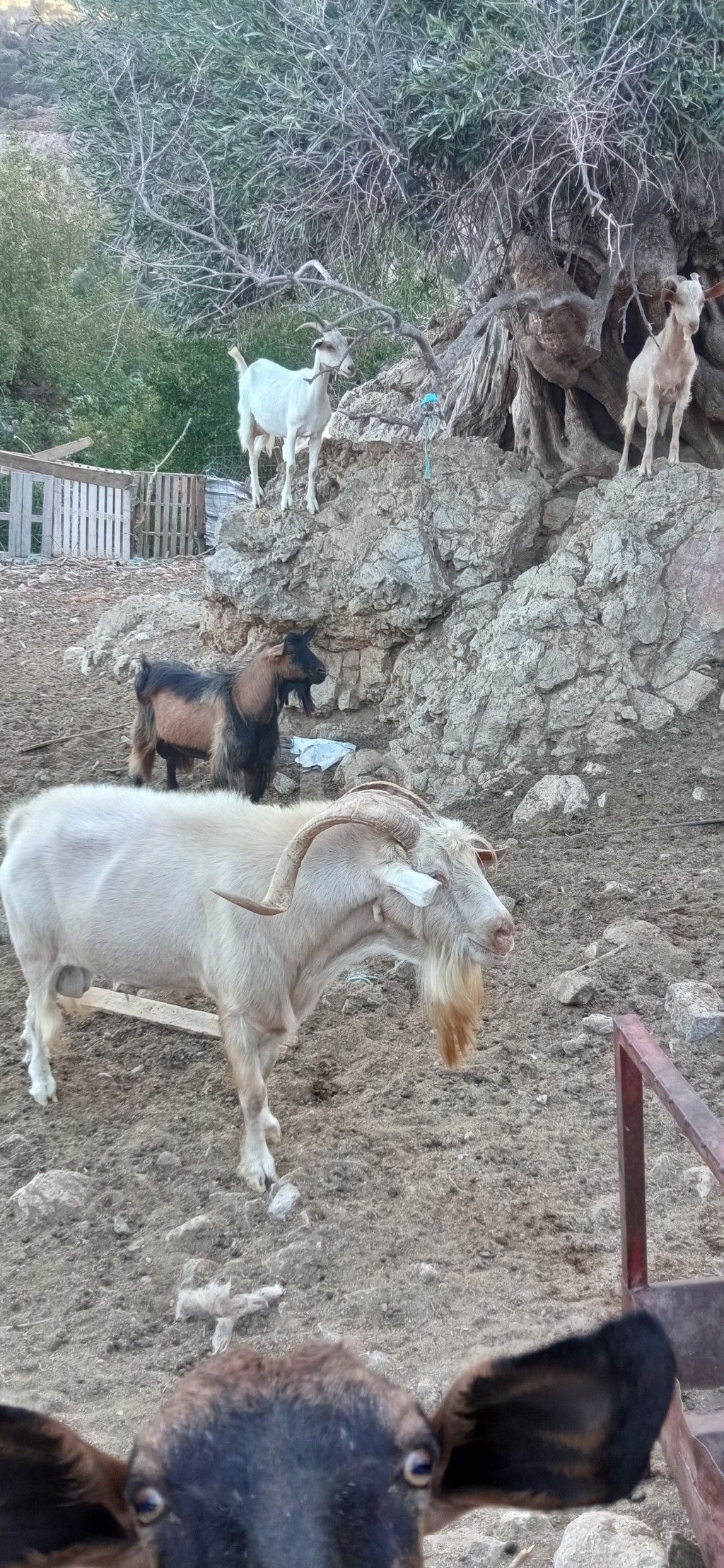 Κατσίκες, Προσφορά ΤΡΑΓΟΙ & ΚΑΤΣΙΚΕΣ Μάλες