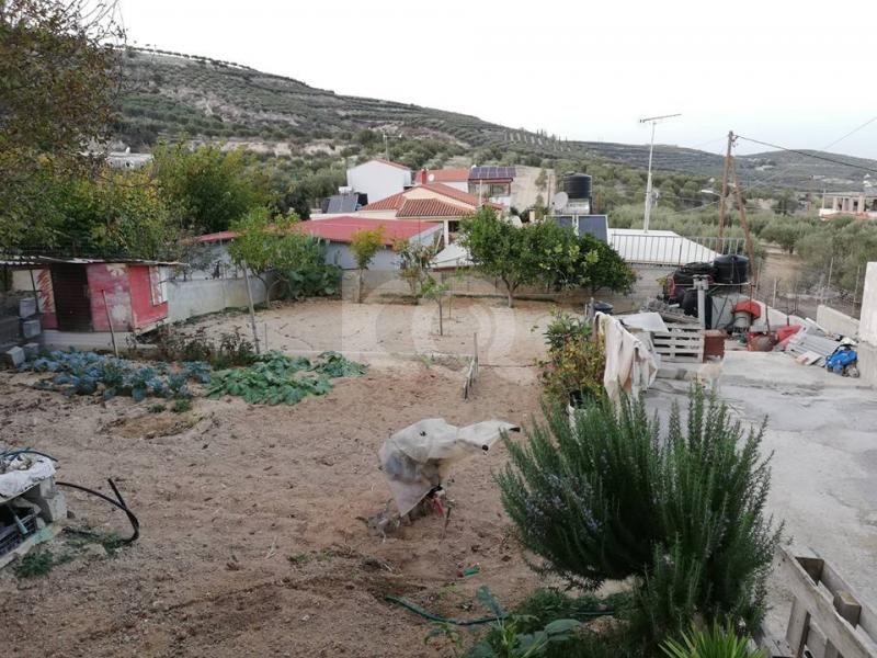 Πώληση ΦΟΙΝΙΚΙΑ ΜΕΣΑ Φοινικιά
