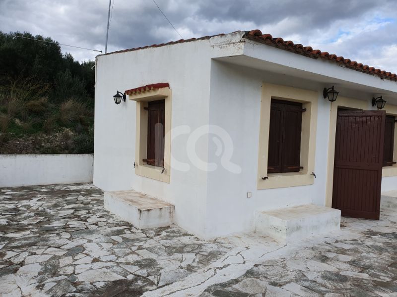 Πώληση ΦΟΙΝΙΚΙΑ Φοινικιά